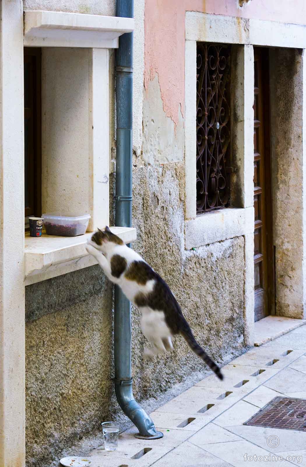 Moonspider : Anti gravitacijski mačak. — galerije — fotozine.org