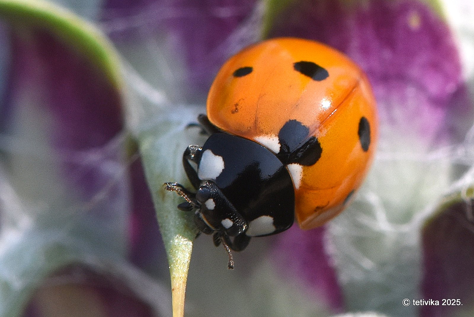 tetivika : Sedmotočkasta bubamara — galerije — fotozine.org